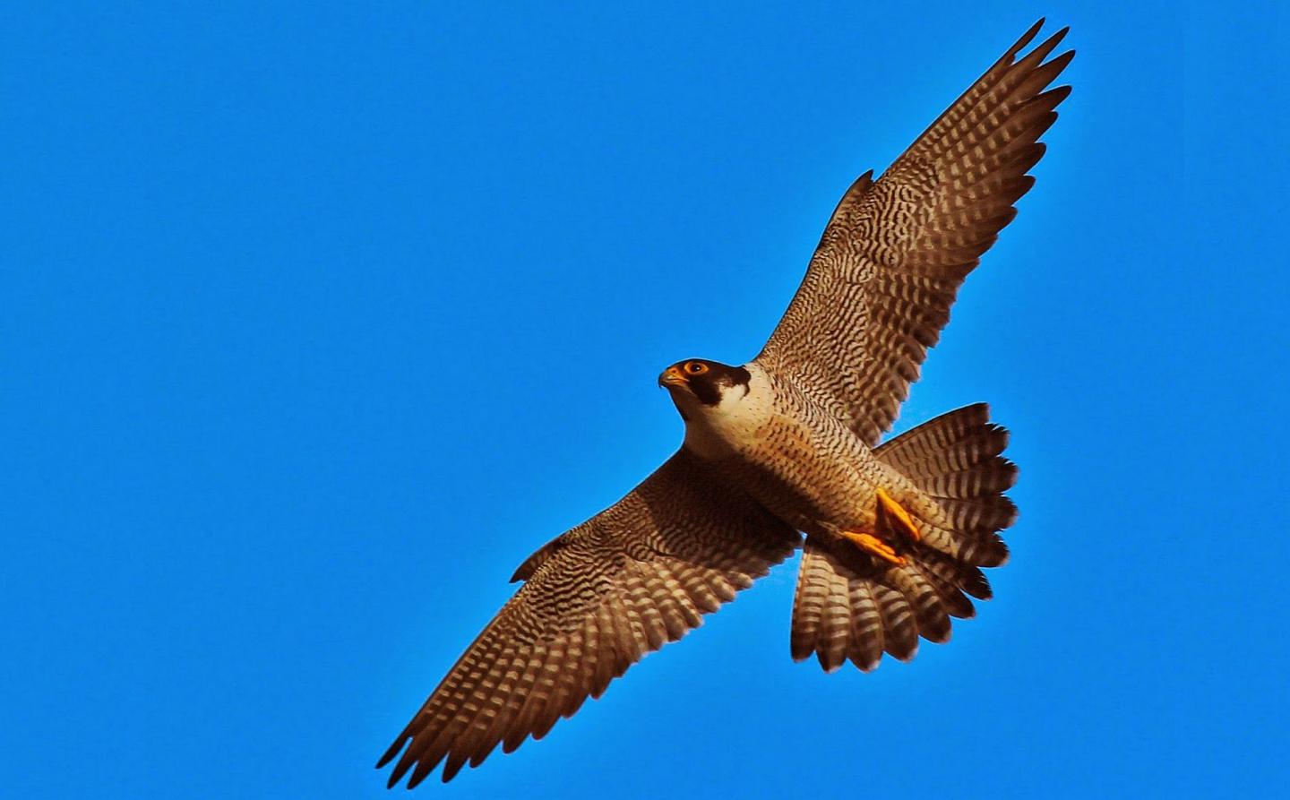 Halcón Peregrino, el animal más rápido del mundo | amazing.zone
